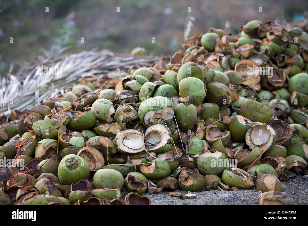 Discarded coconuts shells Stock Photo - Alamy