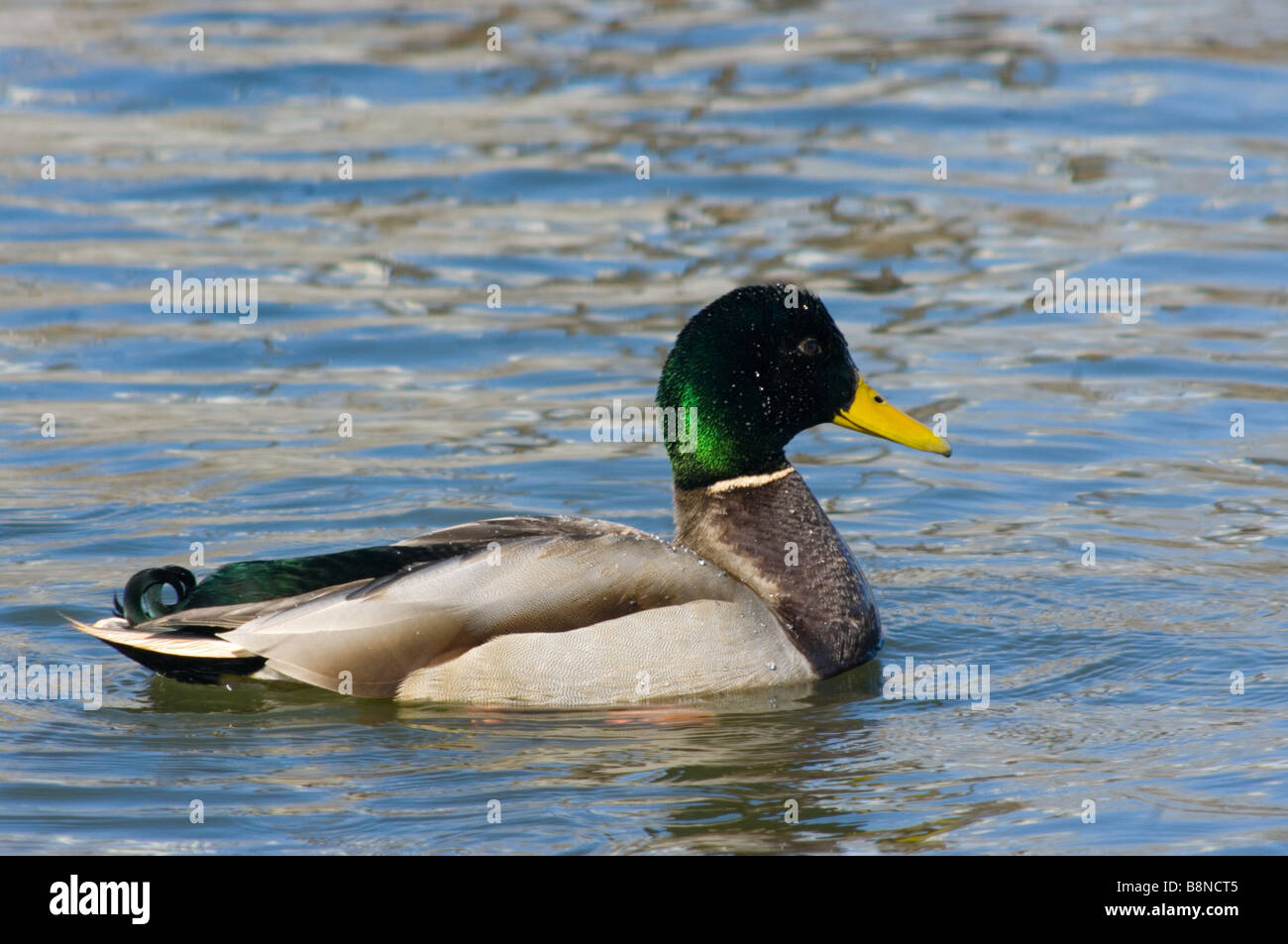 Mallard in the sun hi-res stock photography and images - Alamy