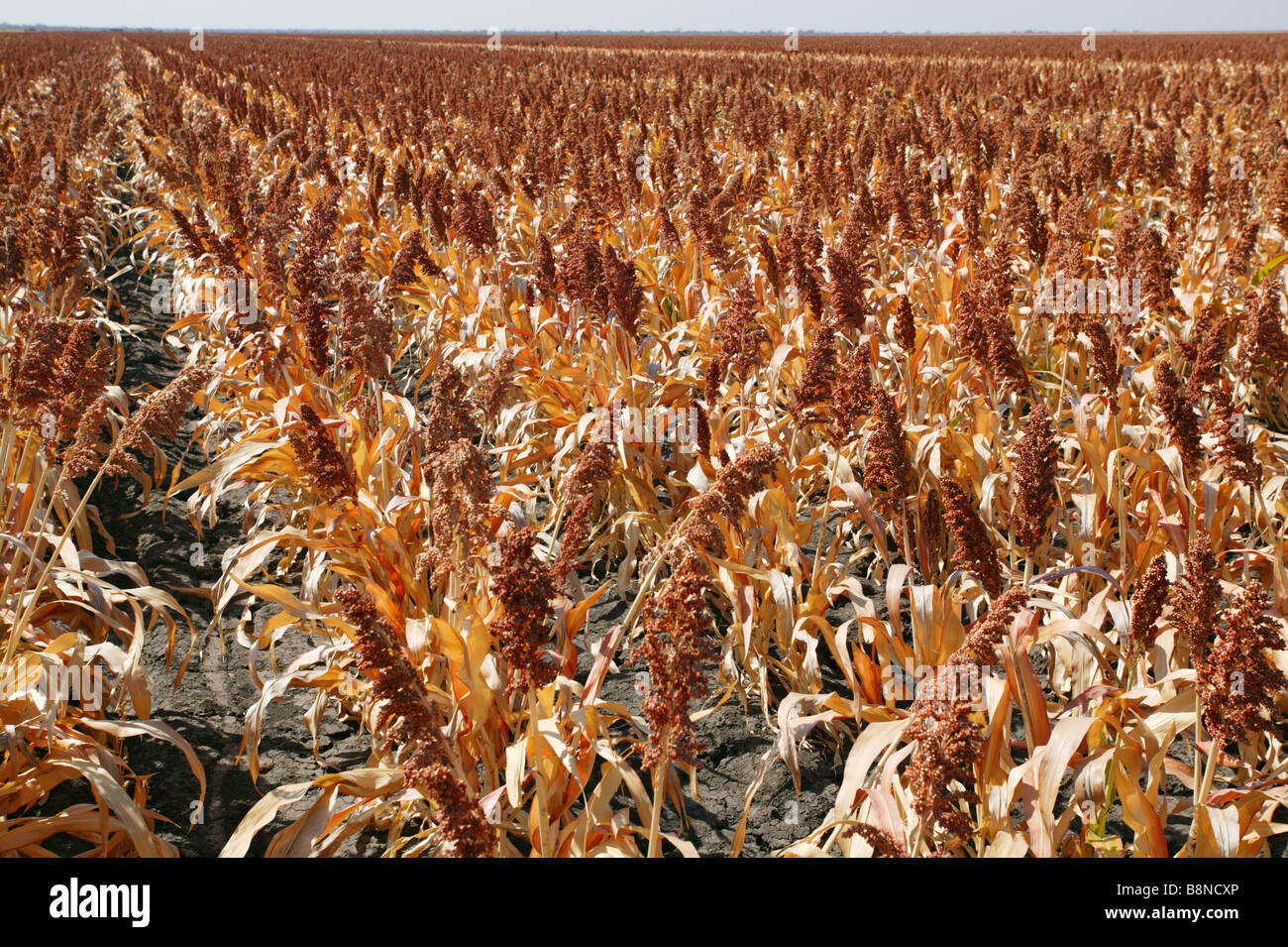 A large sorghum field ready for harvesting Stock Photo - Alamy