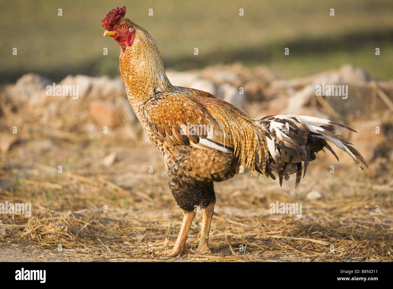 Indian rooster hi-res stock photography and images - Alamy