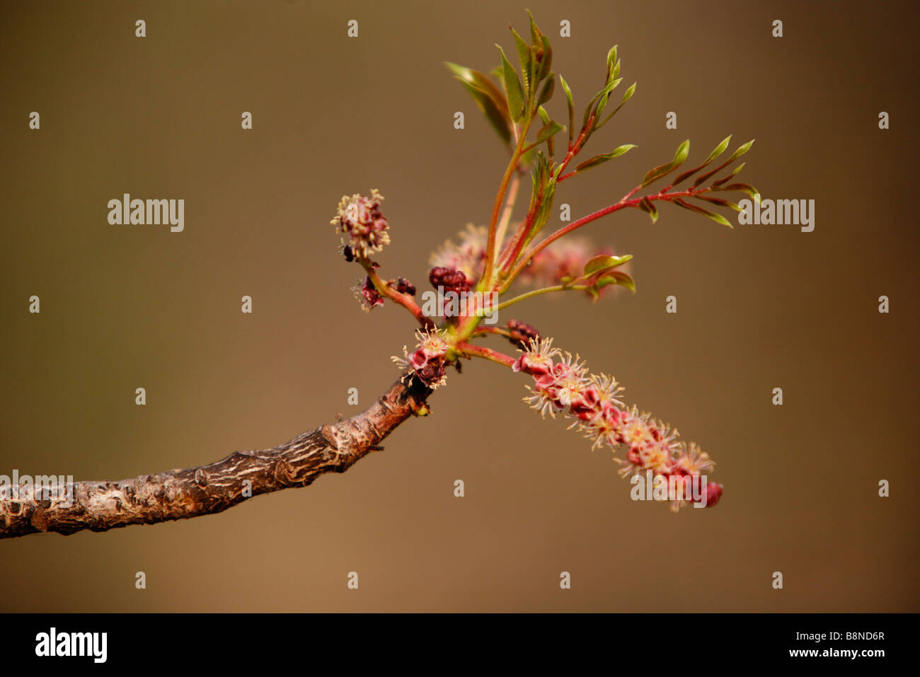 Close up of a Marula flower and the first leaves of spring Stock Photo ...