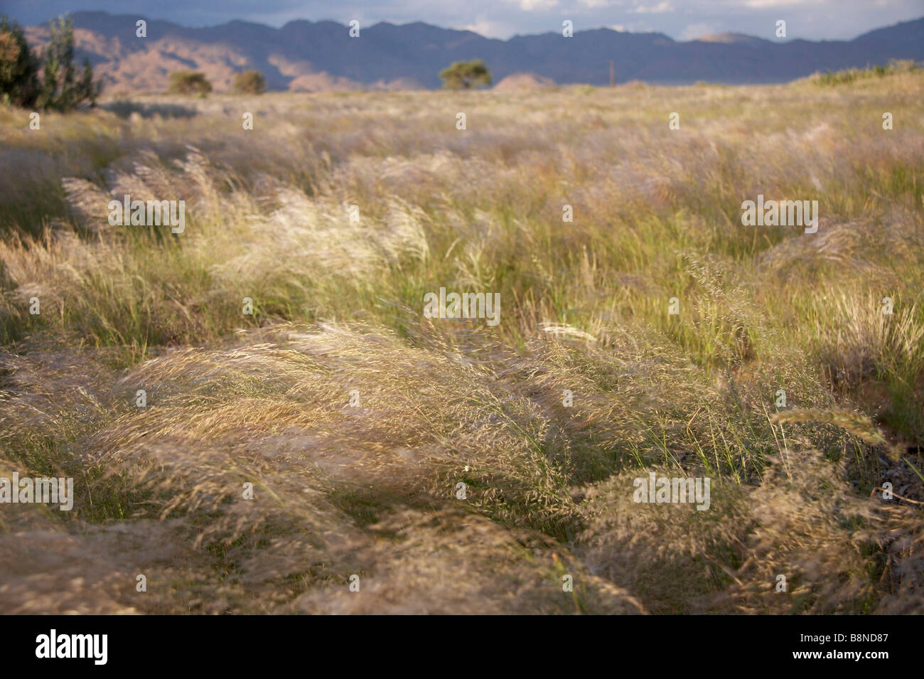 Wide-angle Namibian landscape with veld grass and distant mountains ...