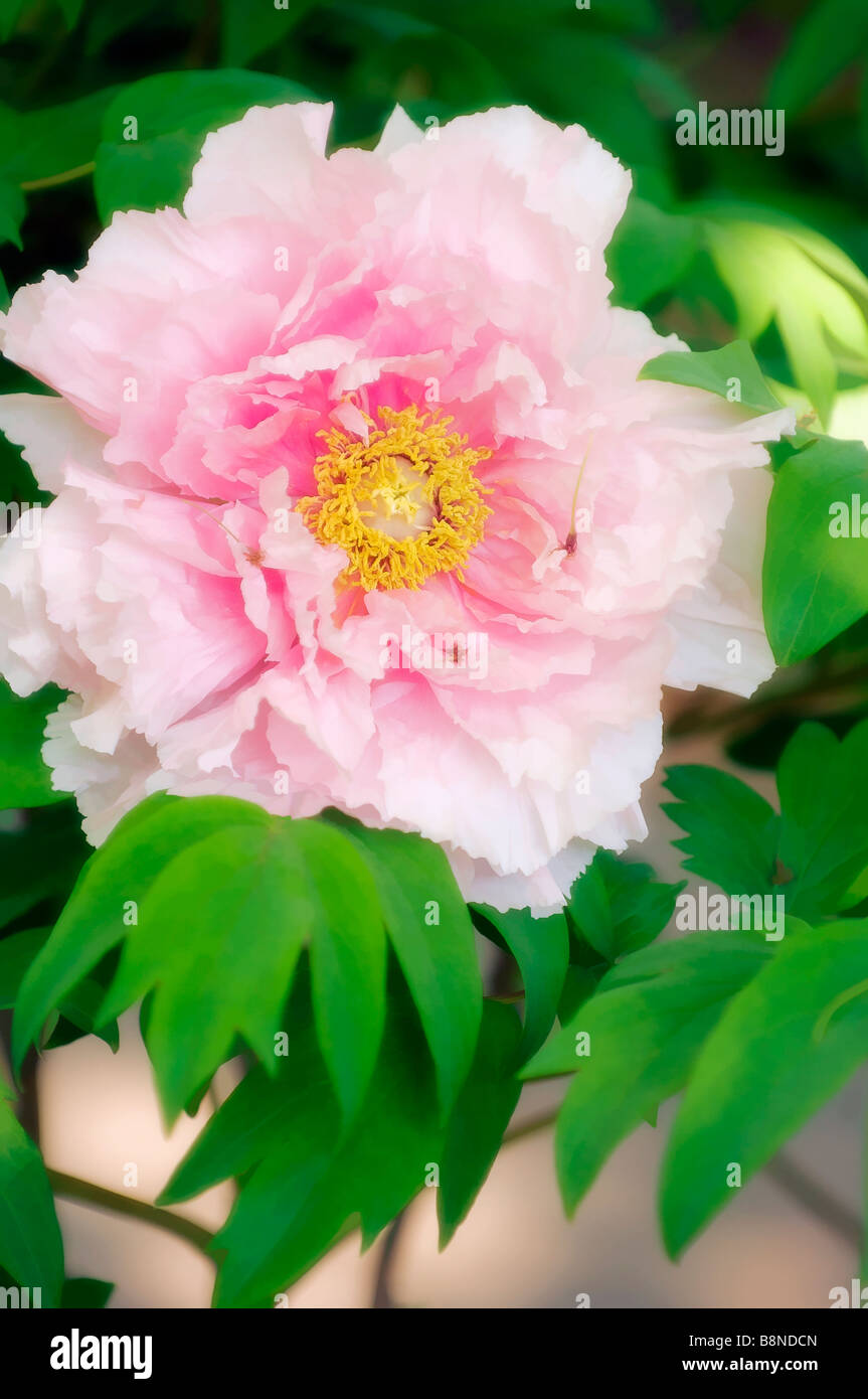 Fully Open Tree Peony Pink Flower Stock Photo - Alamy