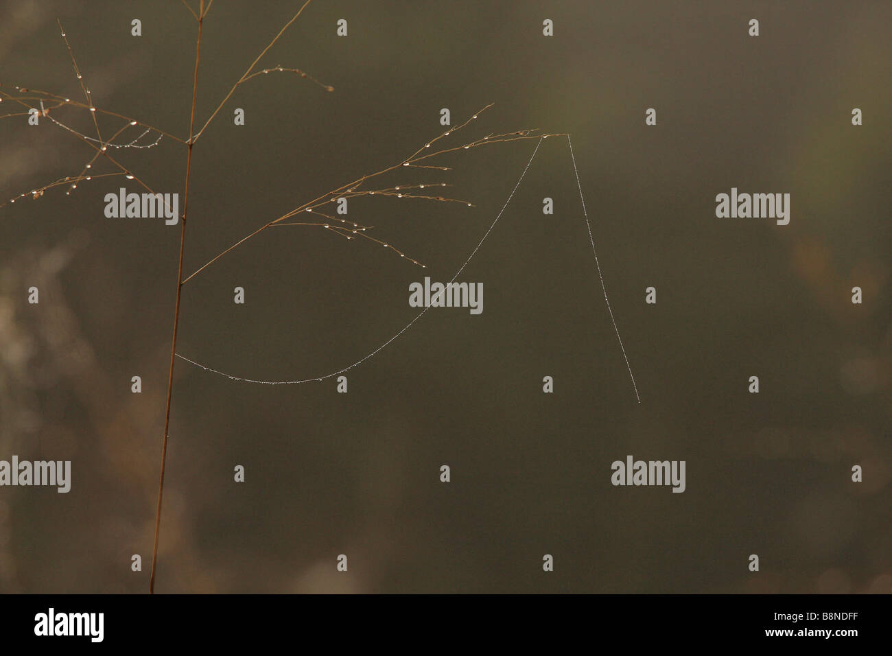 Mist collected on a thin strand of a spider web Stock Photo - Alamy