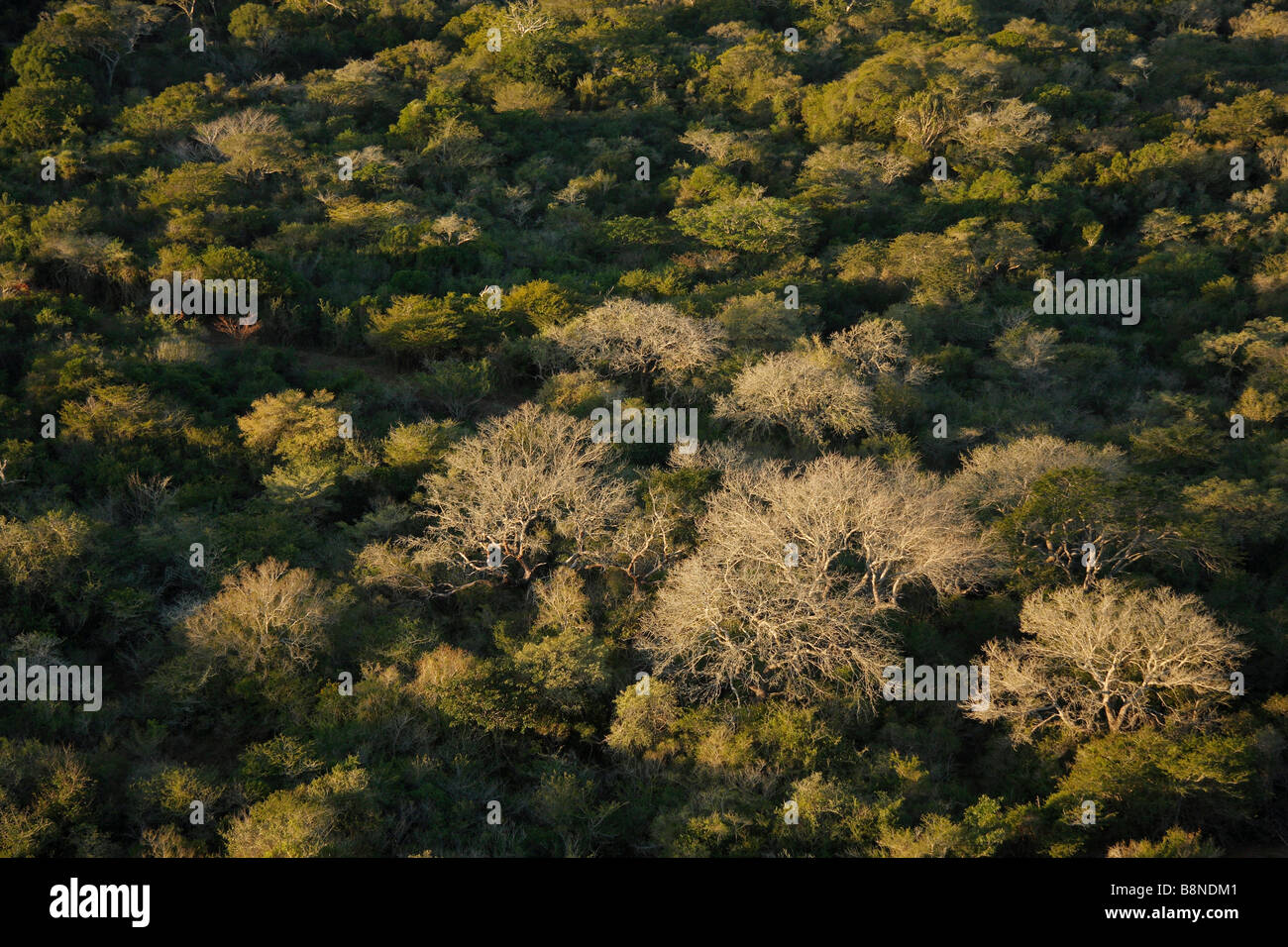 Aerial view of Sand forest with a dense canopy and a some leafless ...
