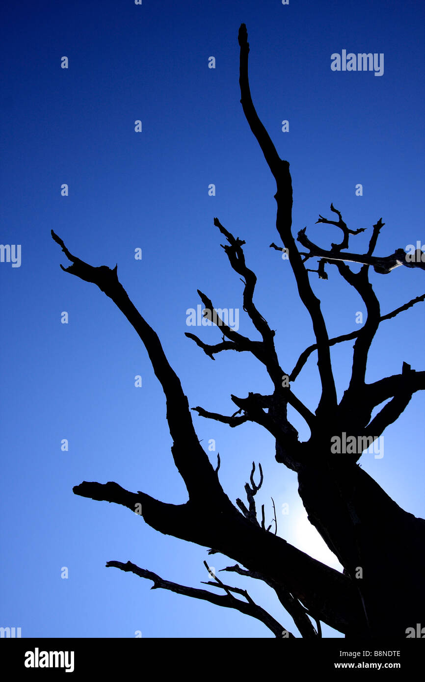 A silhouette of a tree with a blue sky hi-res stock photography and ...
