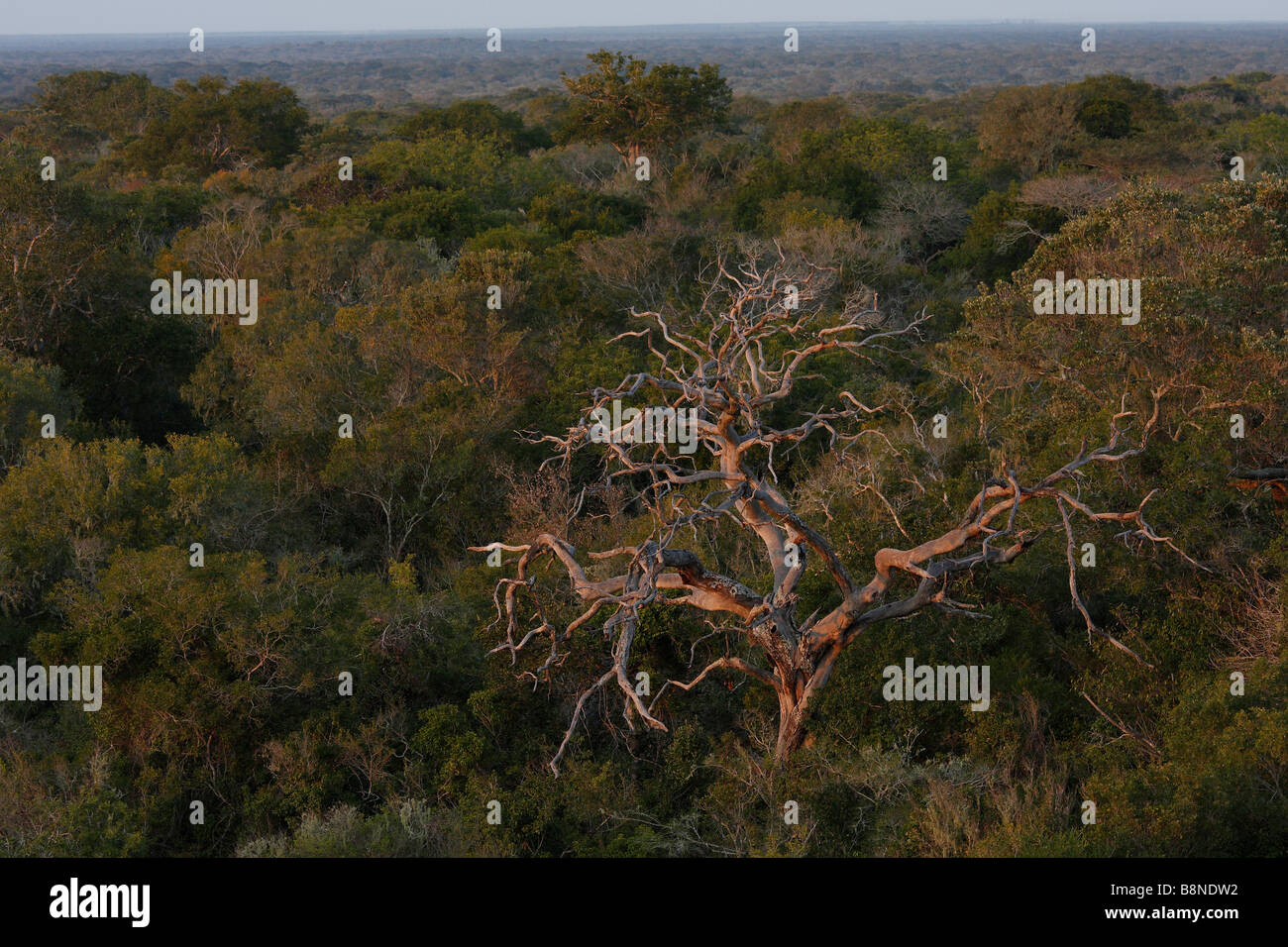 Tree canopy above hi-res stock photography and images - Alamy