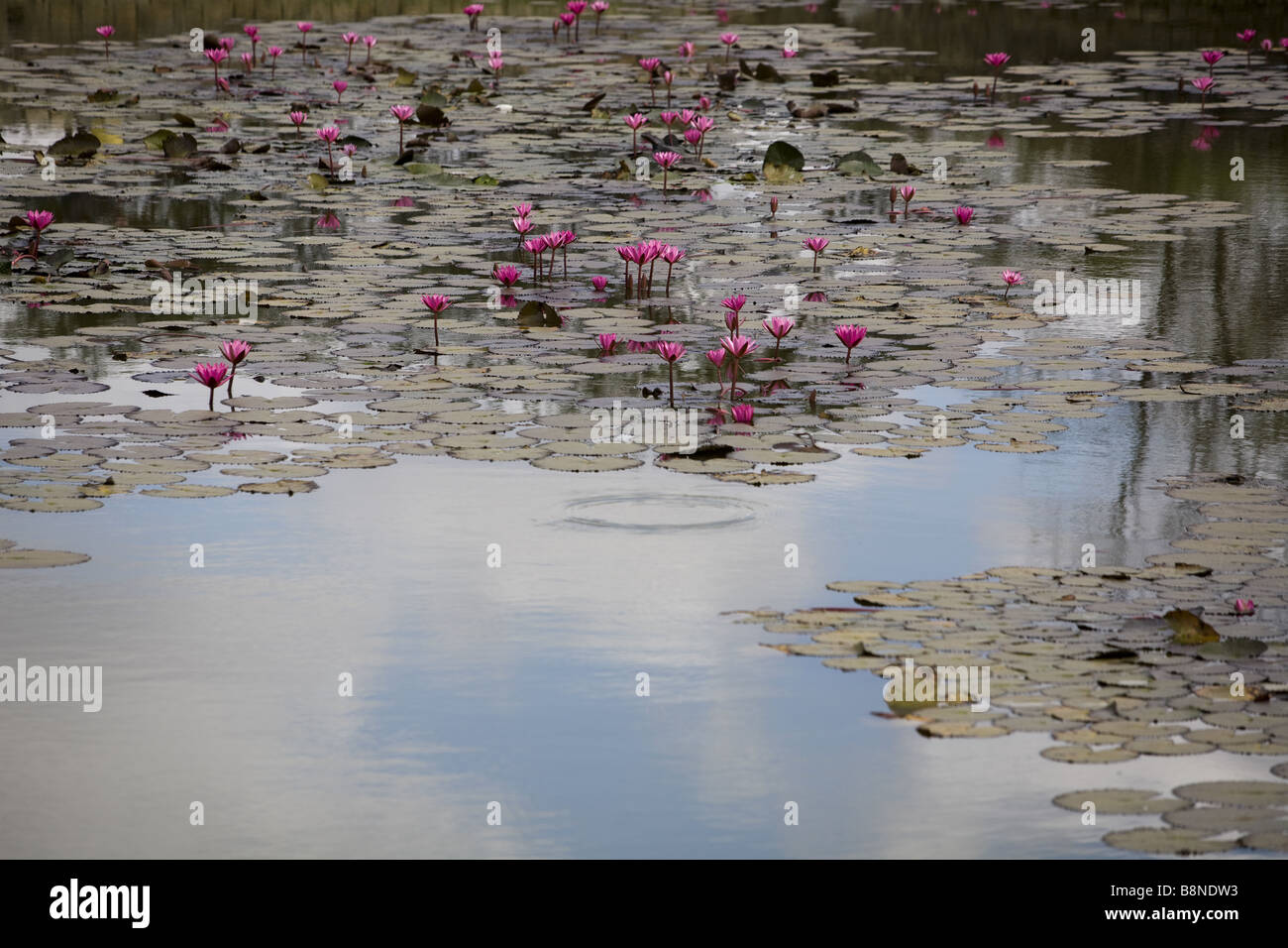 Lotus flower in India Stock Photo - Alamy