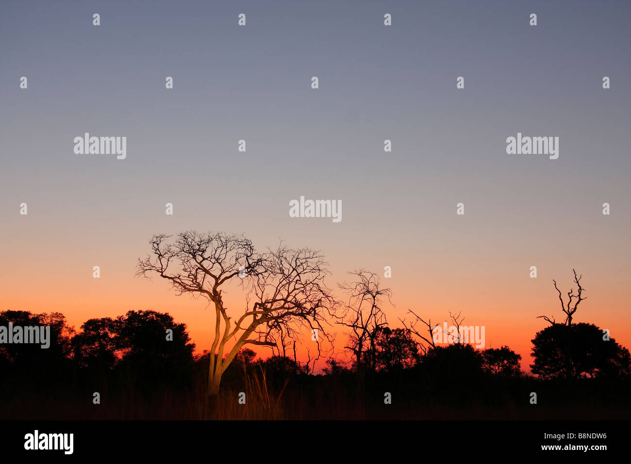 Bushveld skyline hi-res stock photography and images - Alamy