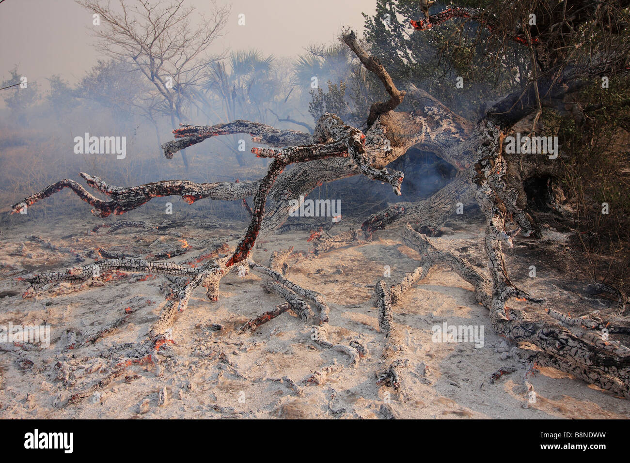 Burnt tree and ash after veld fires in Tembe Elephant Park Stock Photo ...