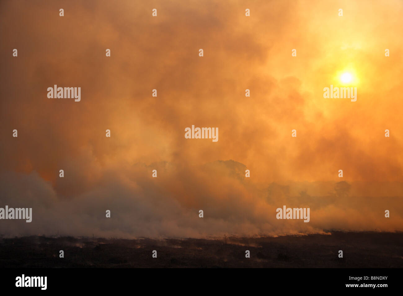 Thick clouds of smoke during raging veld fire in Tembe Elephant Park ...
