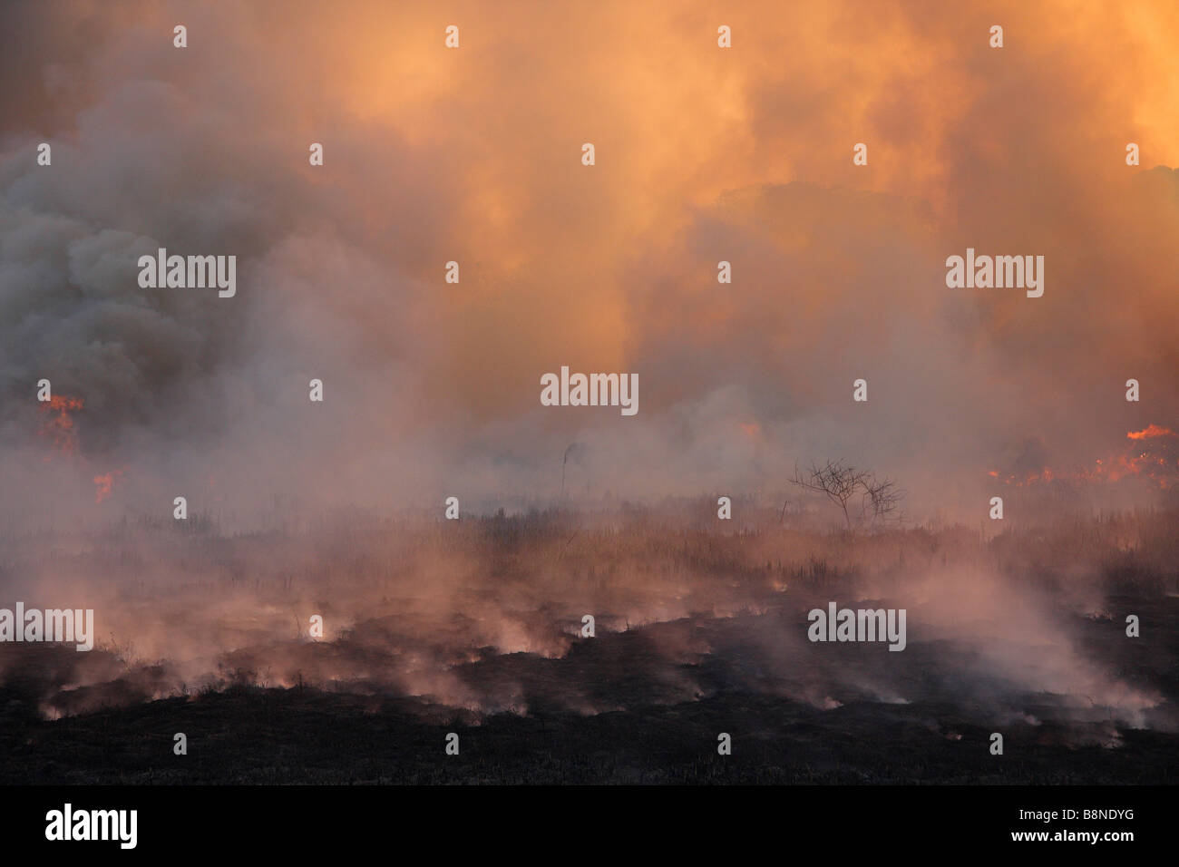 Big wildfire smoke clouds hi-res stock photography and images - Alamy