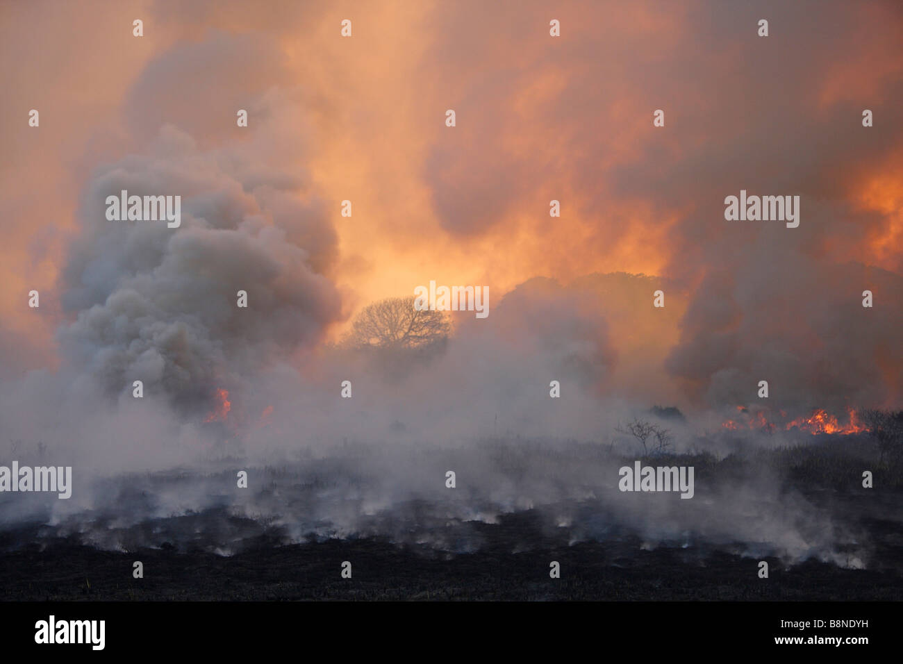 Thick clouds of grey smoke during raging veld fire in Tembe Elephant ...