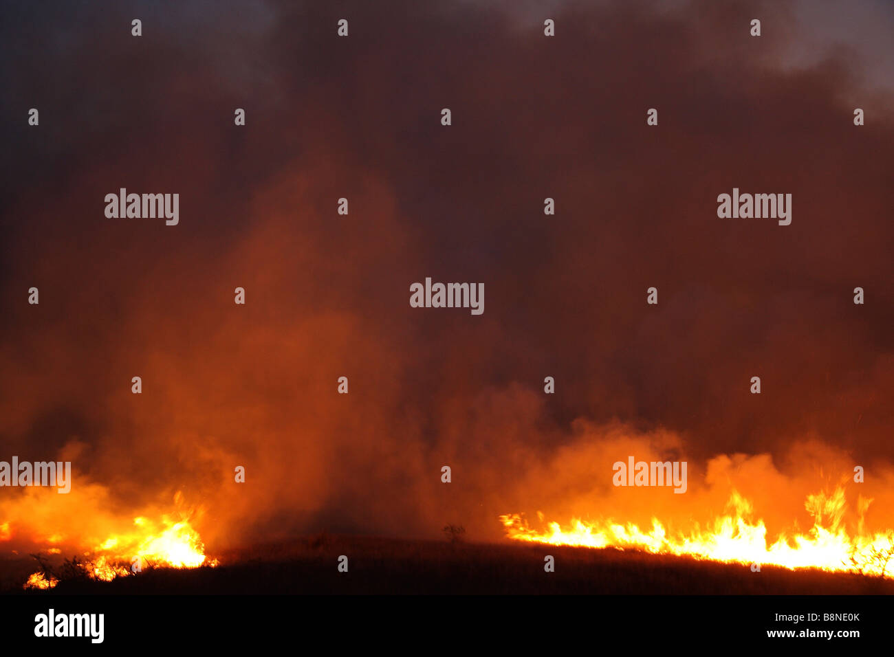 Raging veld fire in Tembe Elephant Park Stock Photo - Alamy
