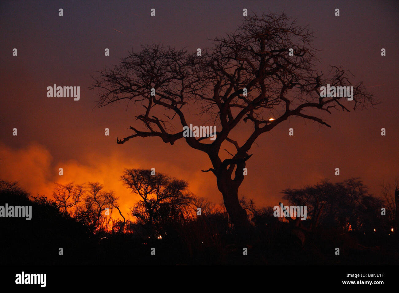 Thick smoke and silhouetted tree during raging veld fire in Tembe ...