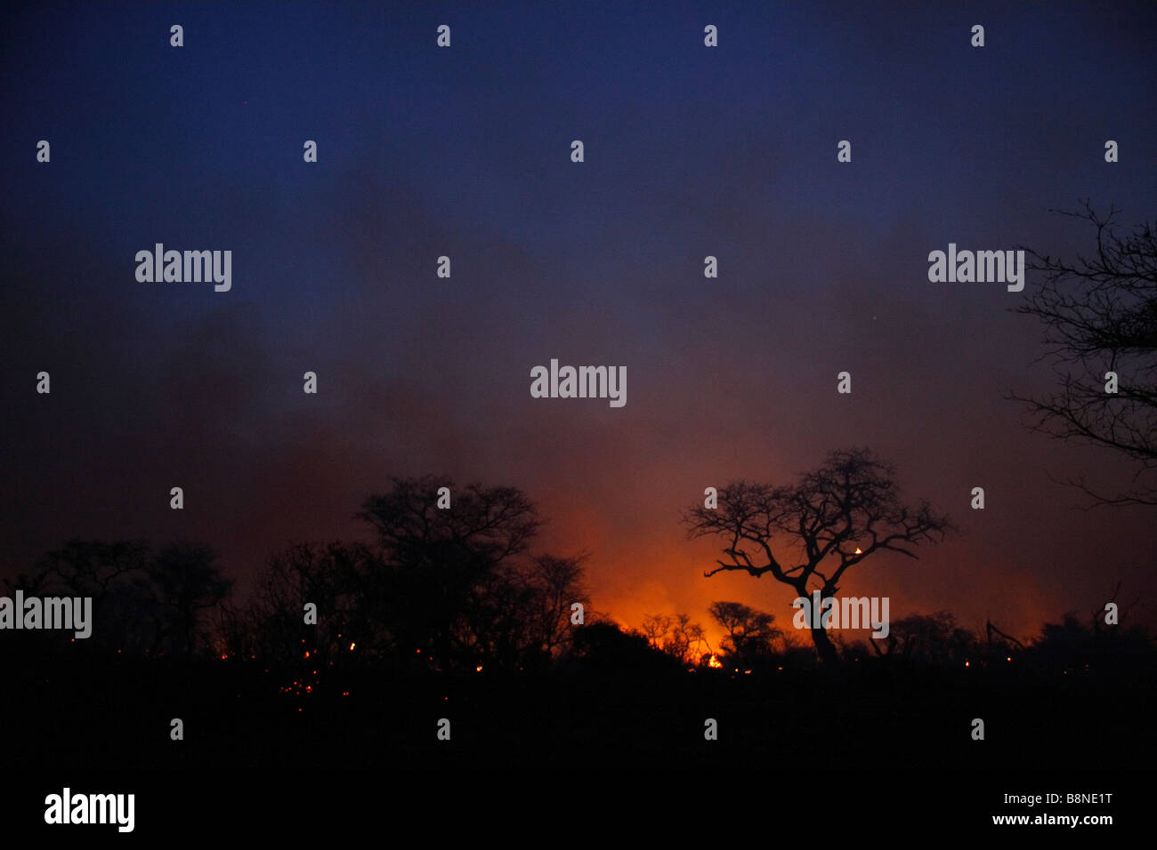 Night sky illuminated red and silhouetted tree due to raging veld fire ...