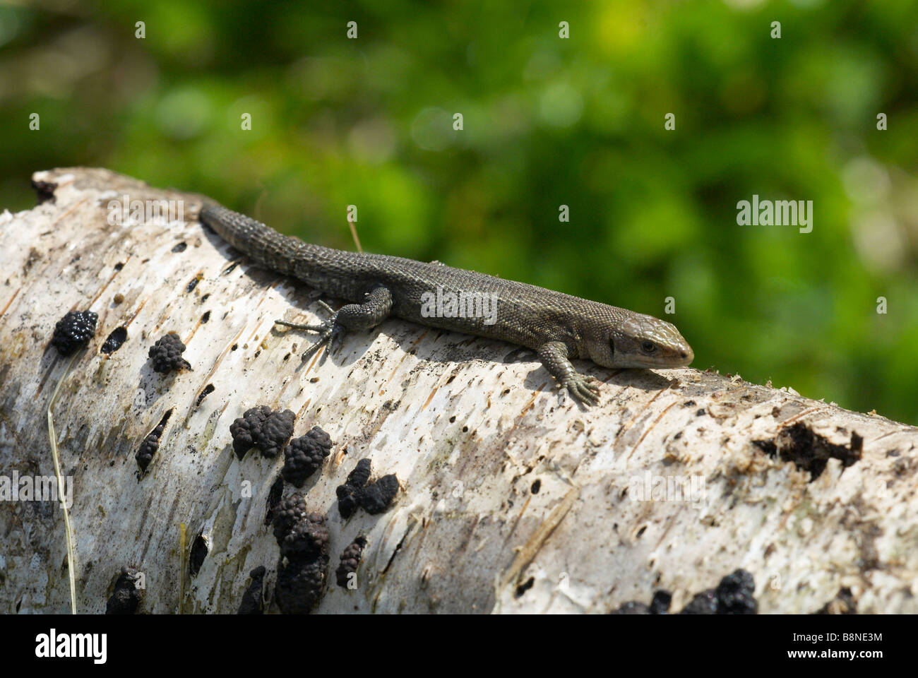 common lizard sunning itself on a log Stock Photo - Alamy
