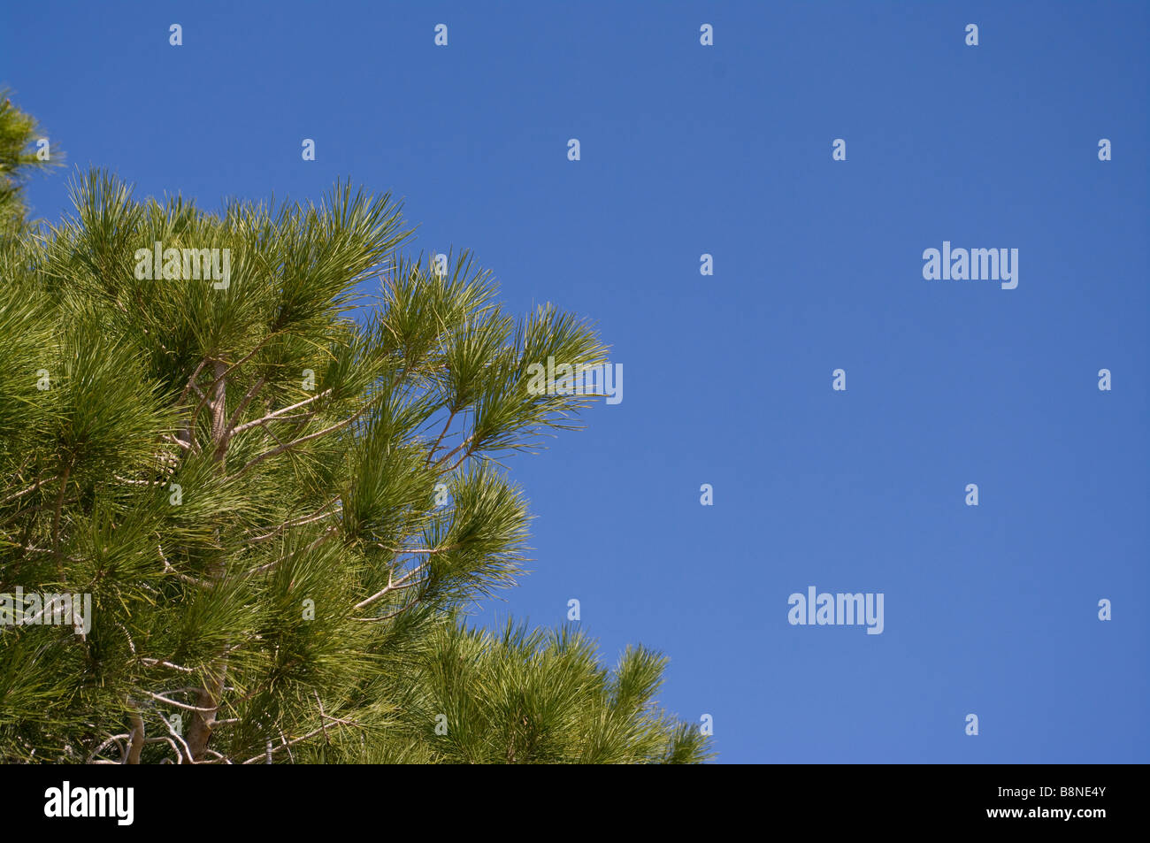 Spanish pine tree hi-res stock photography and images - Alamy