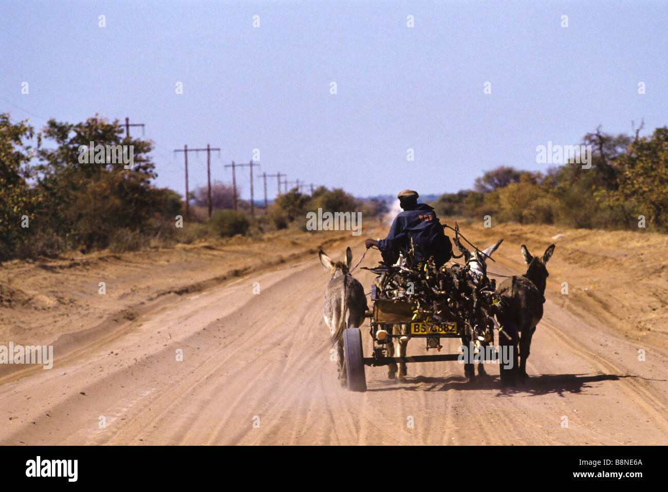 Rear view of a man on a donkey cart transporting wood pulled on a dusty ...