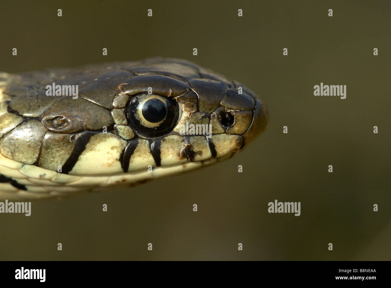 Natrix natrix close up hi-res stock photography and images - Alamy