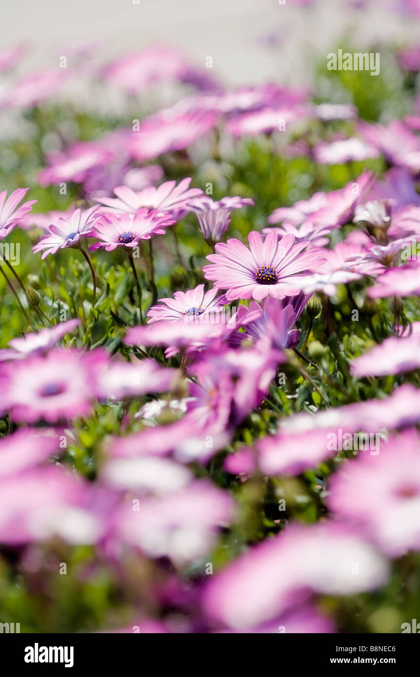 Soft Pink African Daisy Flower Pattern. Flower bed in full bloom ...