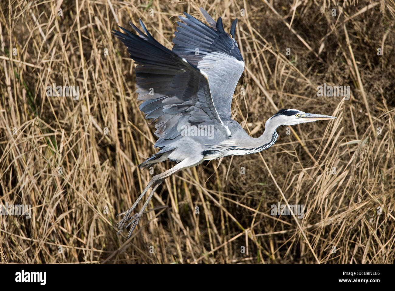 Grey heron taking off from reed bed Stock Photo - Alamy