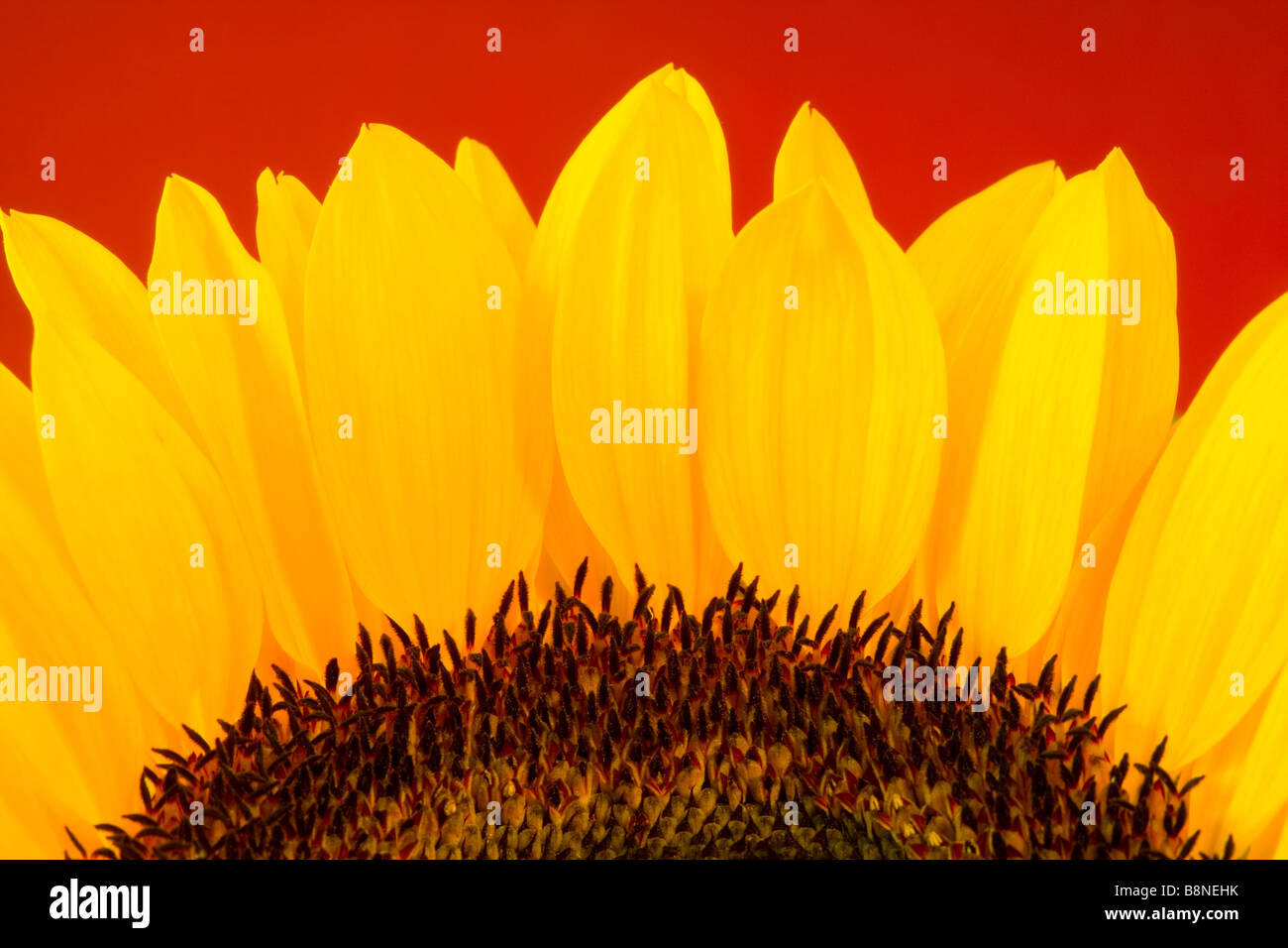 Closeup of a Sunflower against a red background Stock Photo - Alamy