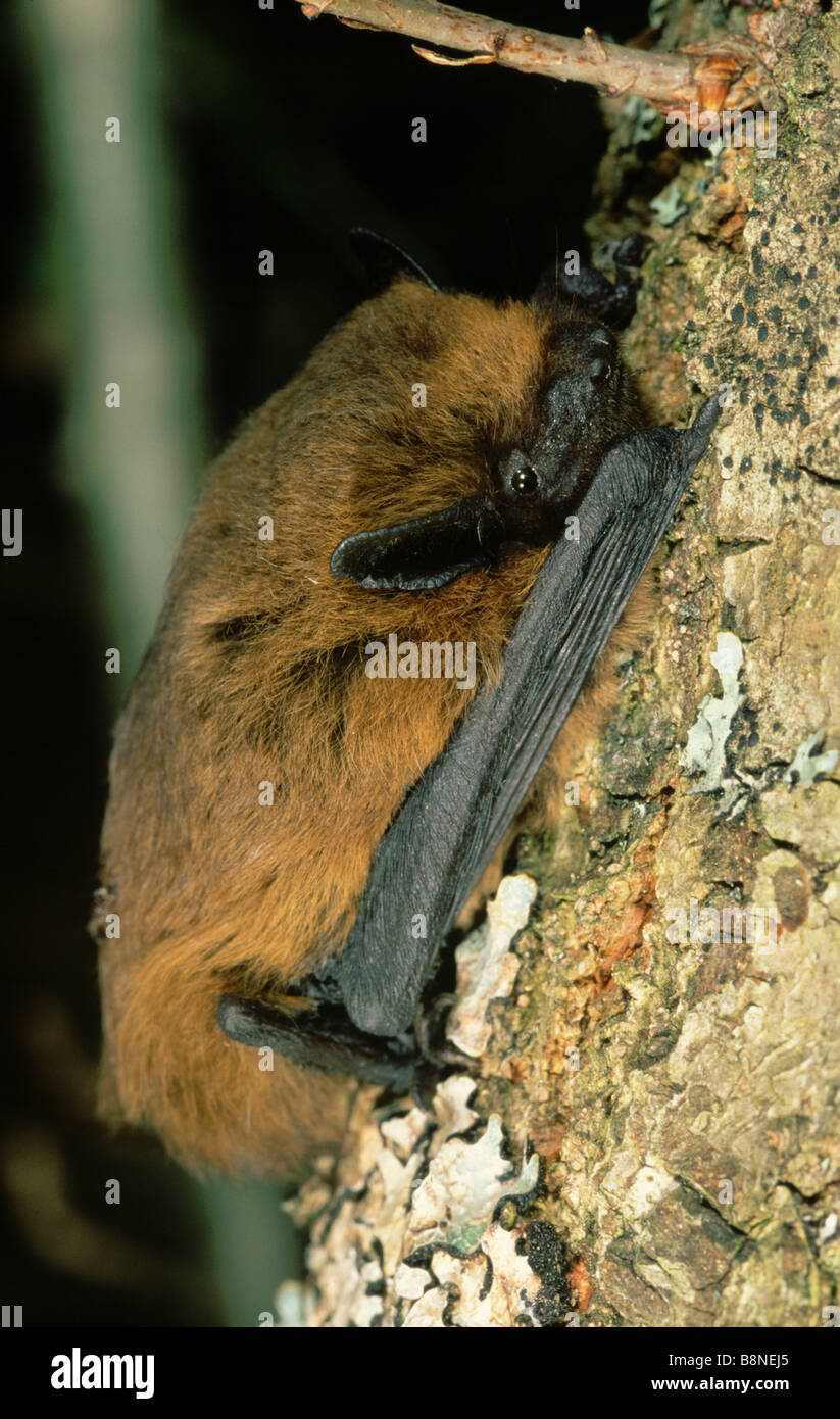 Murcielago bat hi-res stock photography and images - Alamy