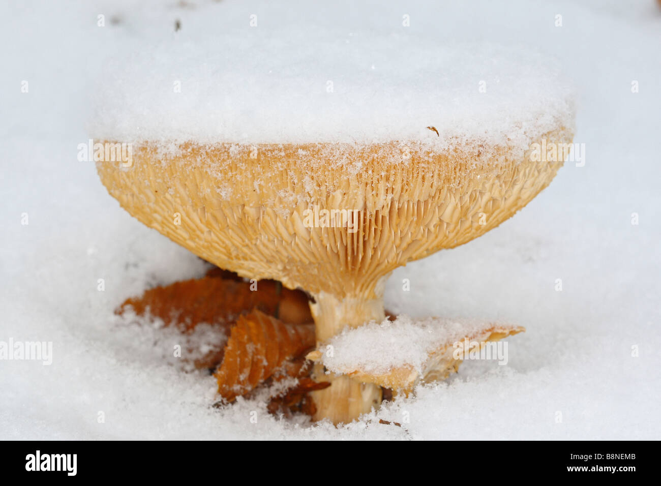 mushroom in the snow Stock Photo - Alamy