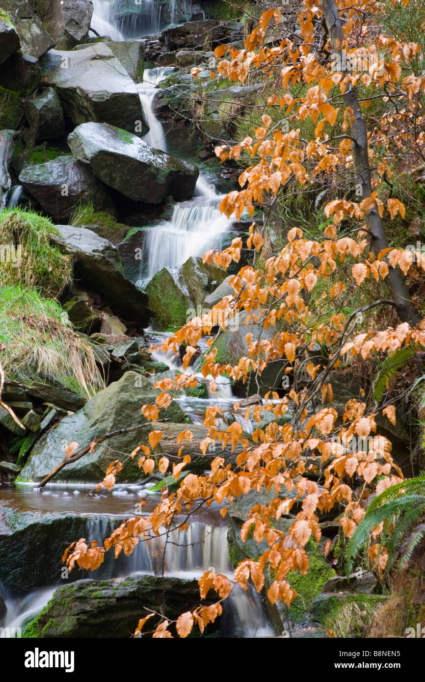 Water beech sapling hi-res stock photography and images - Alamy