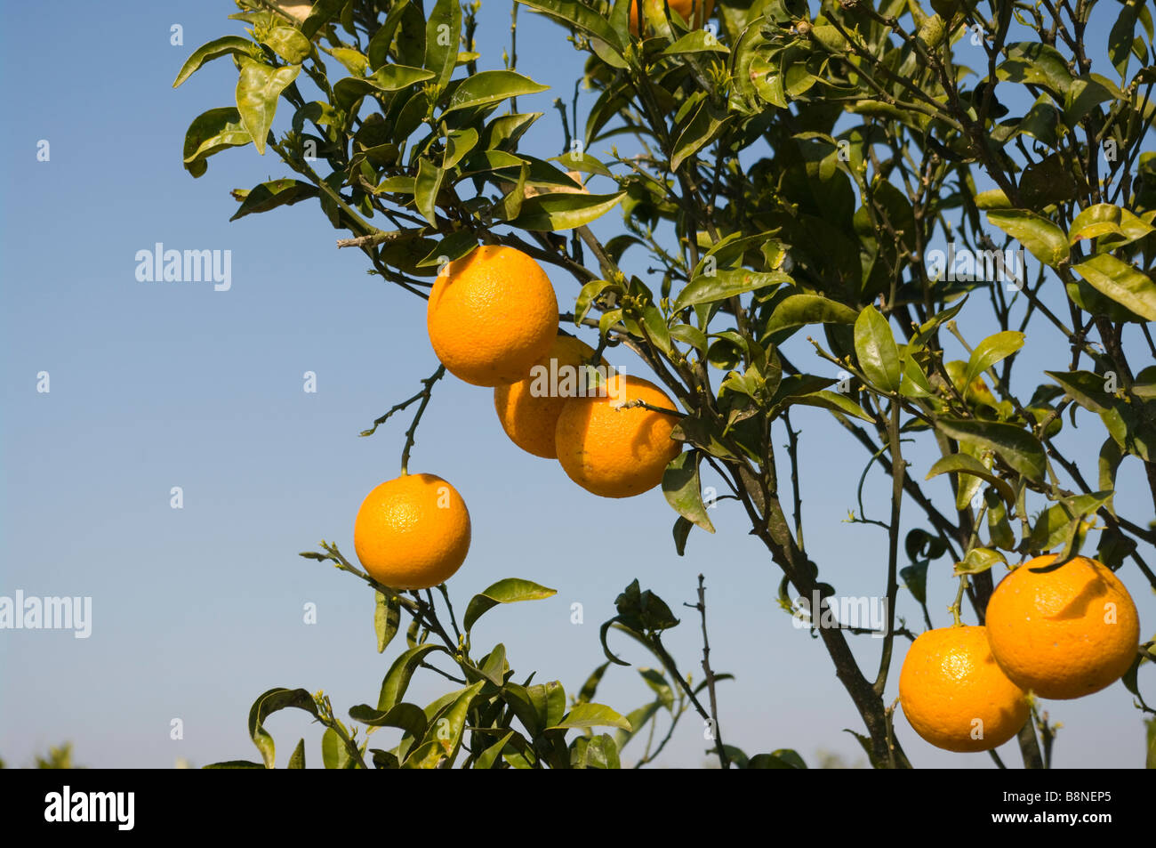 Citrus fruits orchards hi-res stock photography and images - Alamy