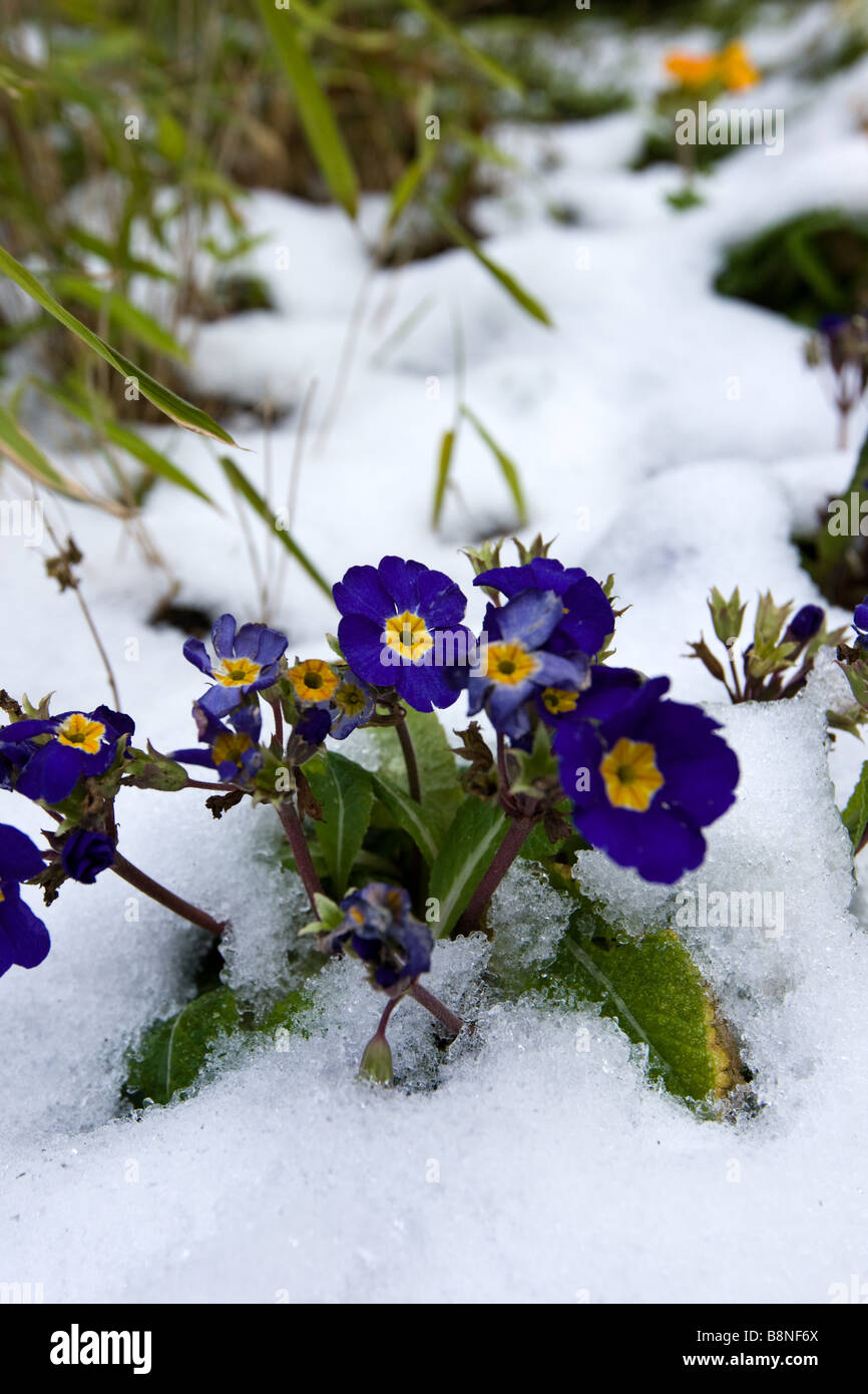 Violets in flower hi-res stock photography and images - Alamy