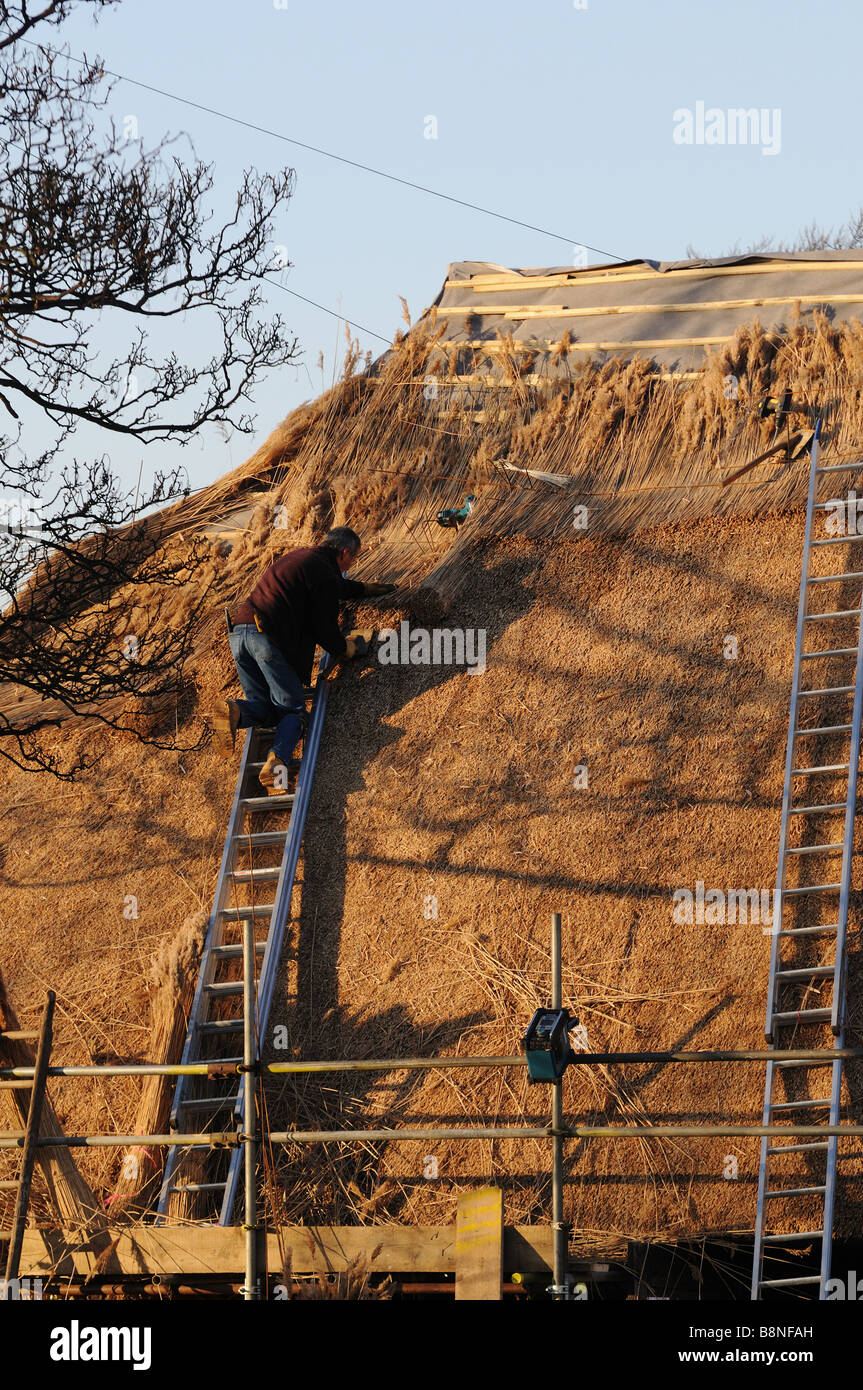 Thatch reeds hi-res stock photography and images - Alamy