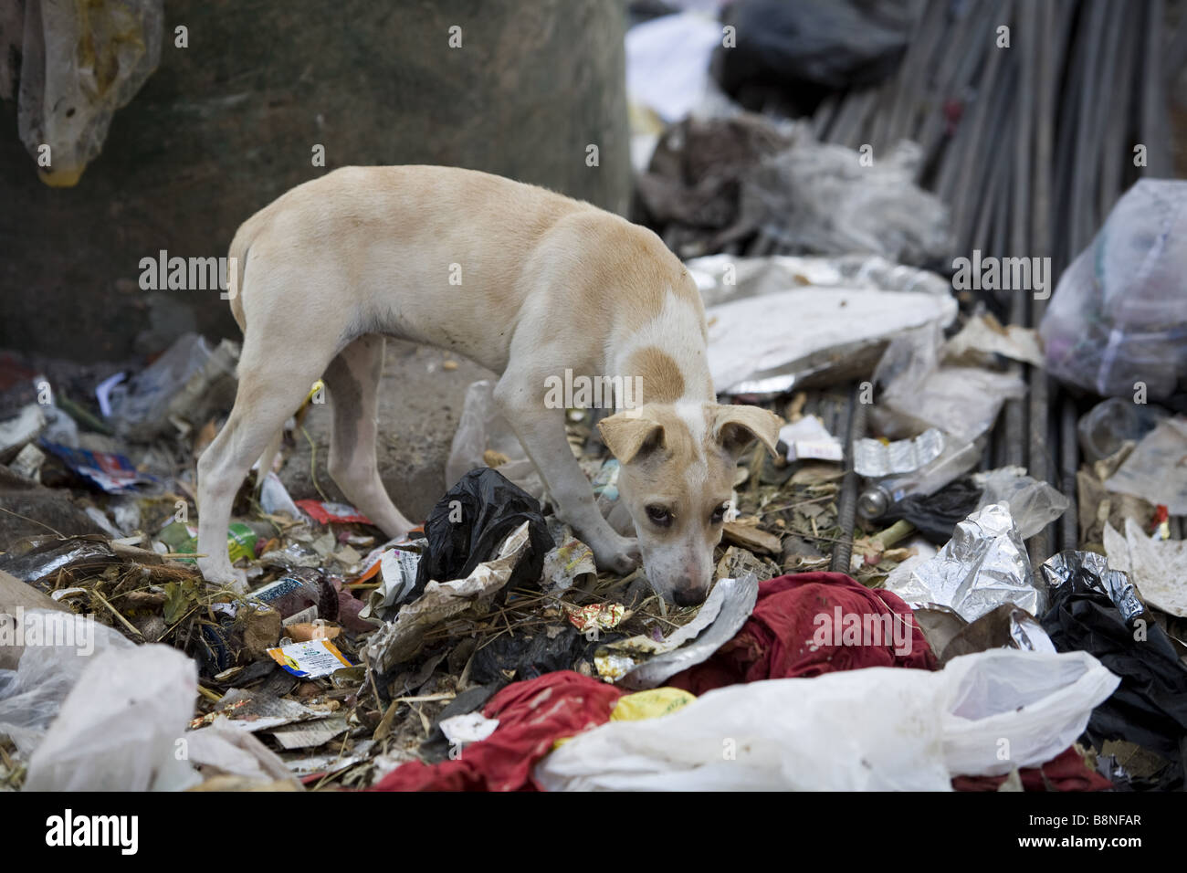 Slum dog hi-res stock photography and images - Alamy