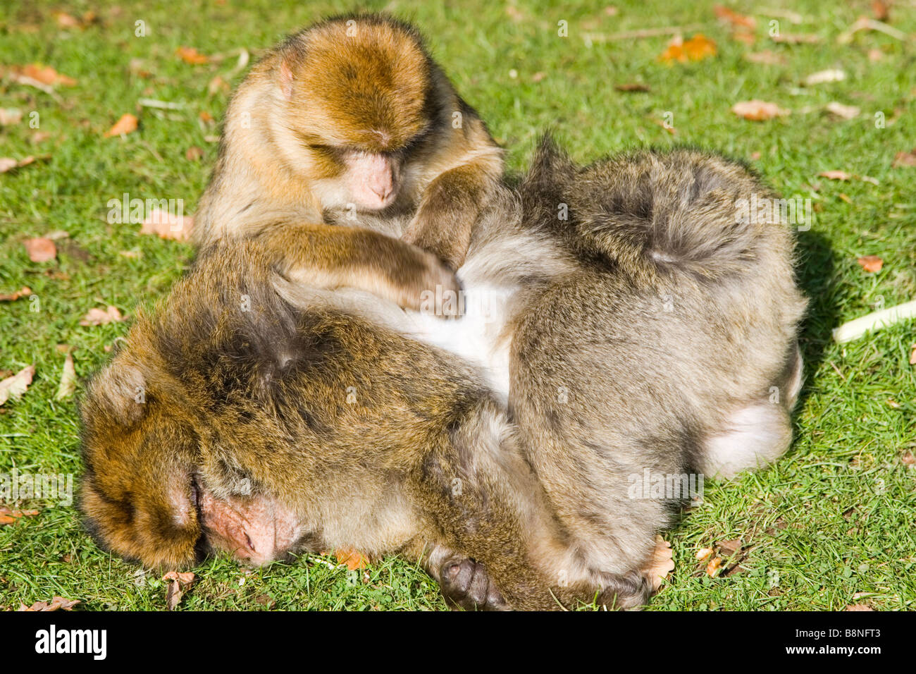 Primate social grooming hi-res stock photography and images - Alamy