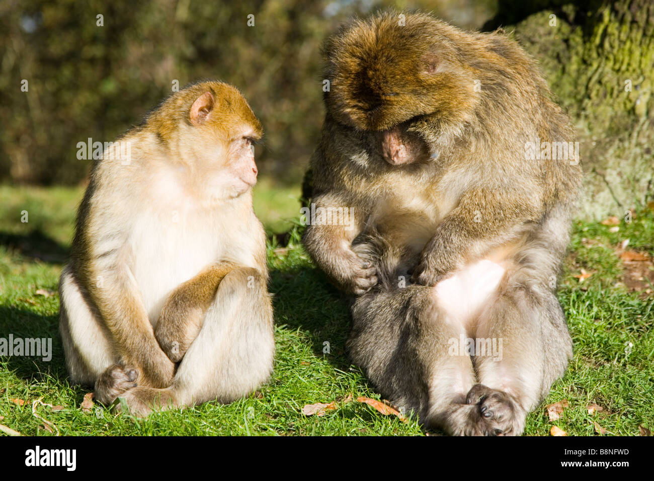 A pair of barbary macaques grooming Stock Photo - Alamy