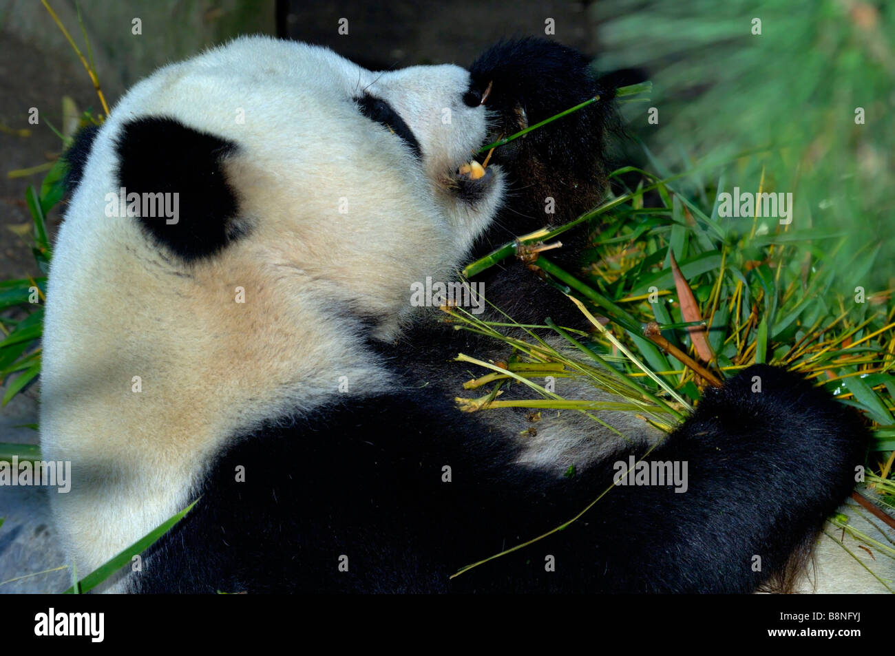 Giant Panda with bamboo lunch Stock Photo - Alamy