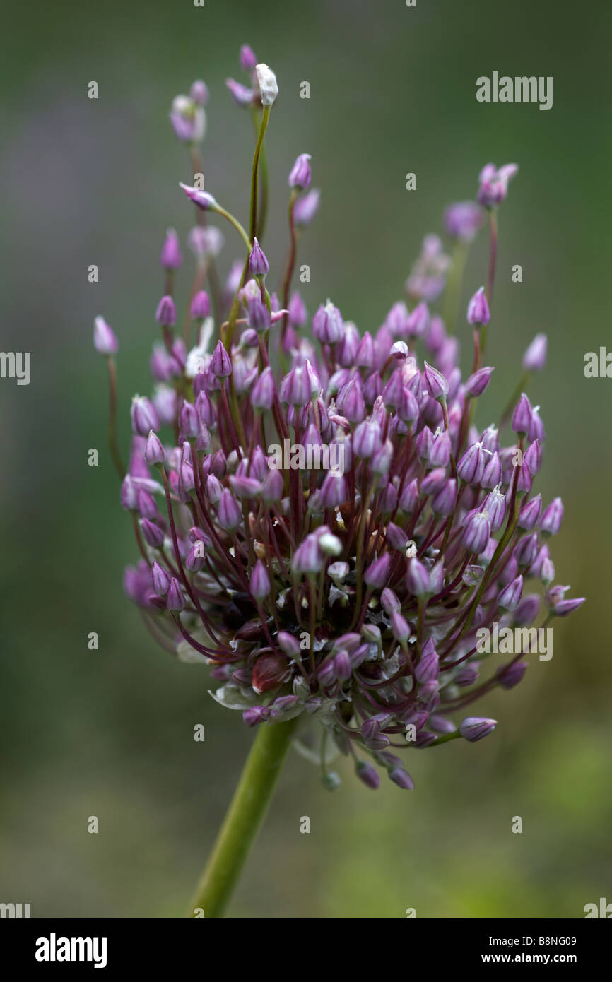 Crow garlic or wild onion, Allium vineale, in summer at Dorset Stock ...