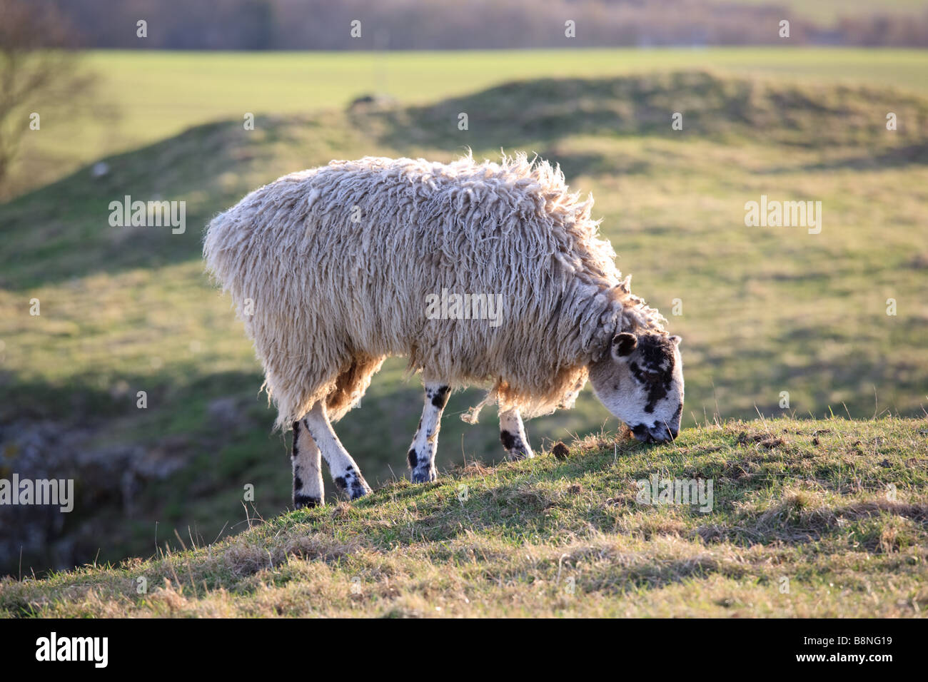 Backlit sheep hi-res stock photography and images - Alamy