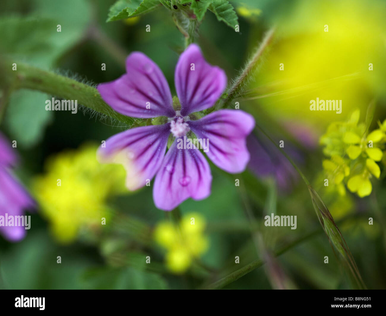 Charlock sinapis arvensis flower hi-res stock photography and images ...