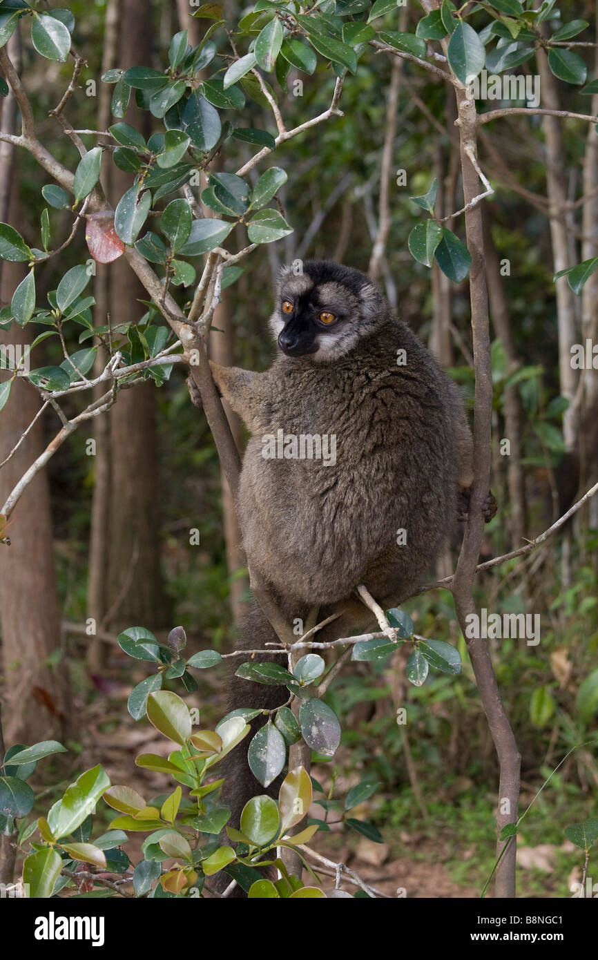 Red fronted brown lemur male at Andasibe Madagascar Stock Photo - Alamy