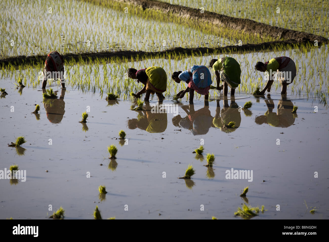 Women work in rice paddy hi-res stock photography and images - Alamy