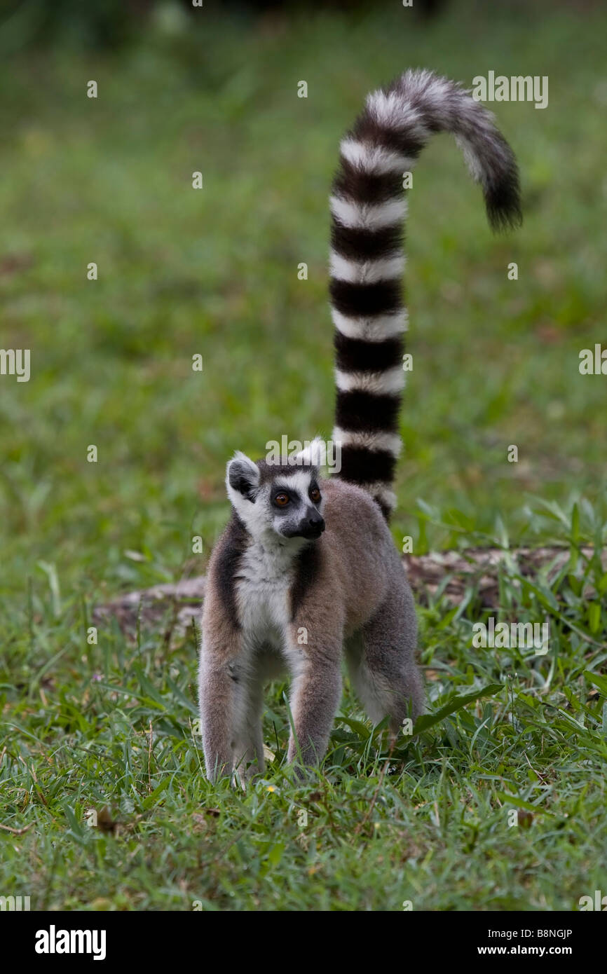Ring tailed Lemur madagascar Stock Photo - Alamy