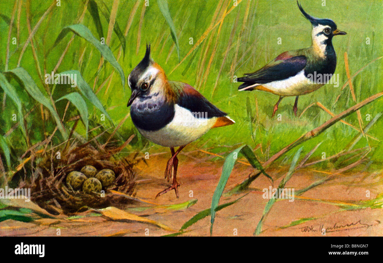 Northern lapwing drawing hi-res stock photography and images - Alamy