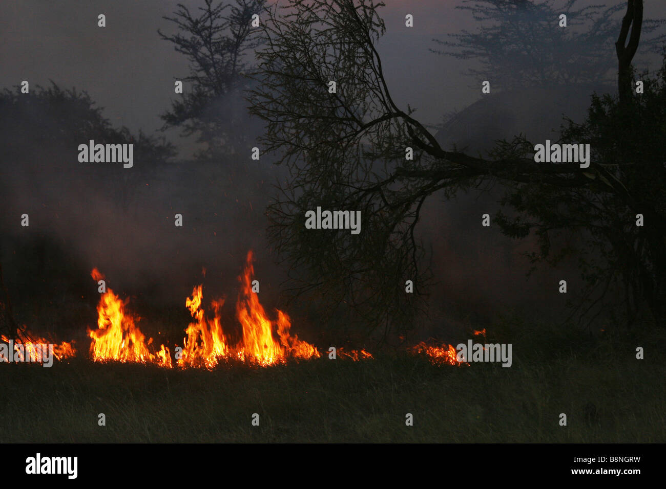 Wild fire hi-res stock photography and images - Alamy