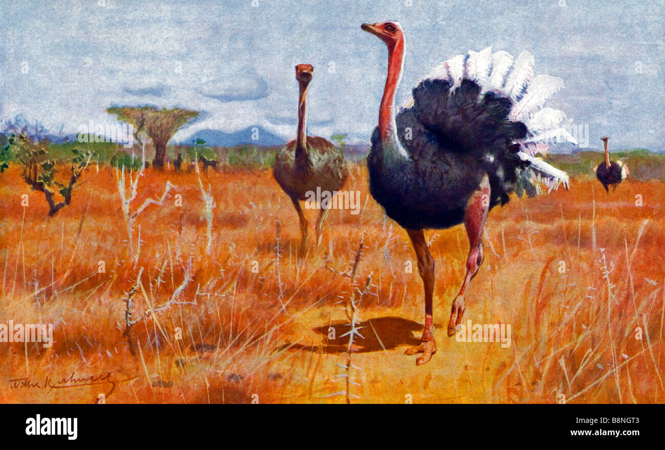 Drawing ostrich bird struthio camelus hi-res stock photography and ...