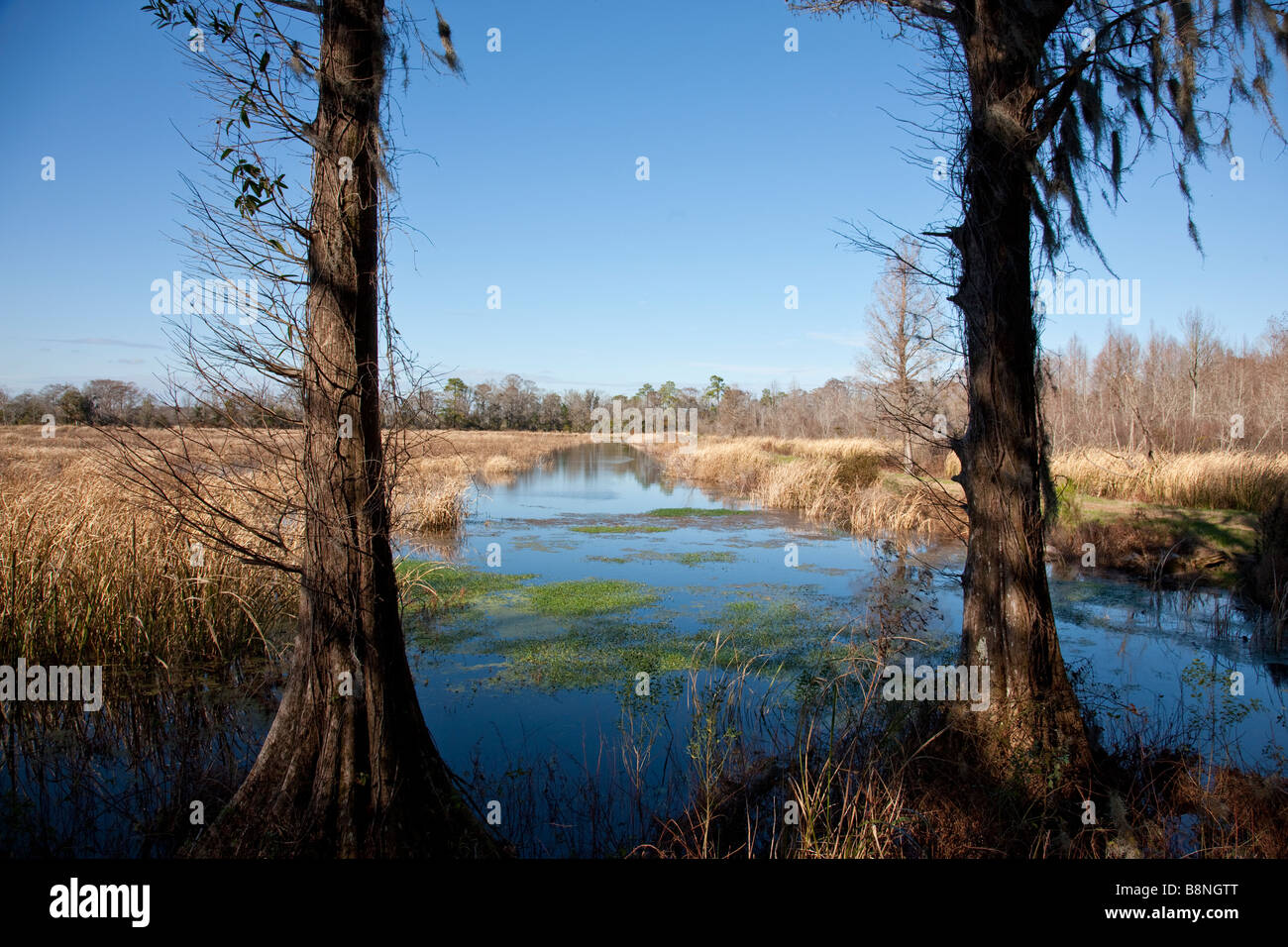 Abandoned Rice Fields, South Carolina Stock Photo - Alamy