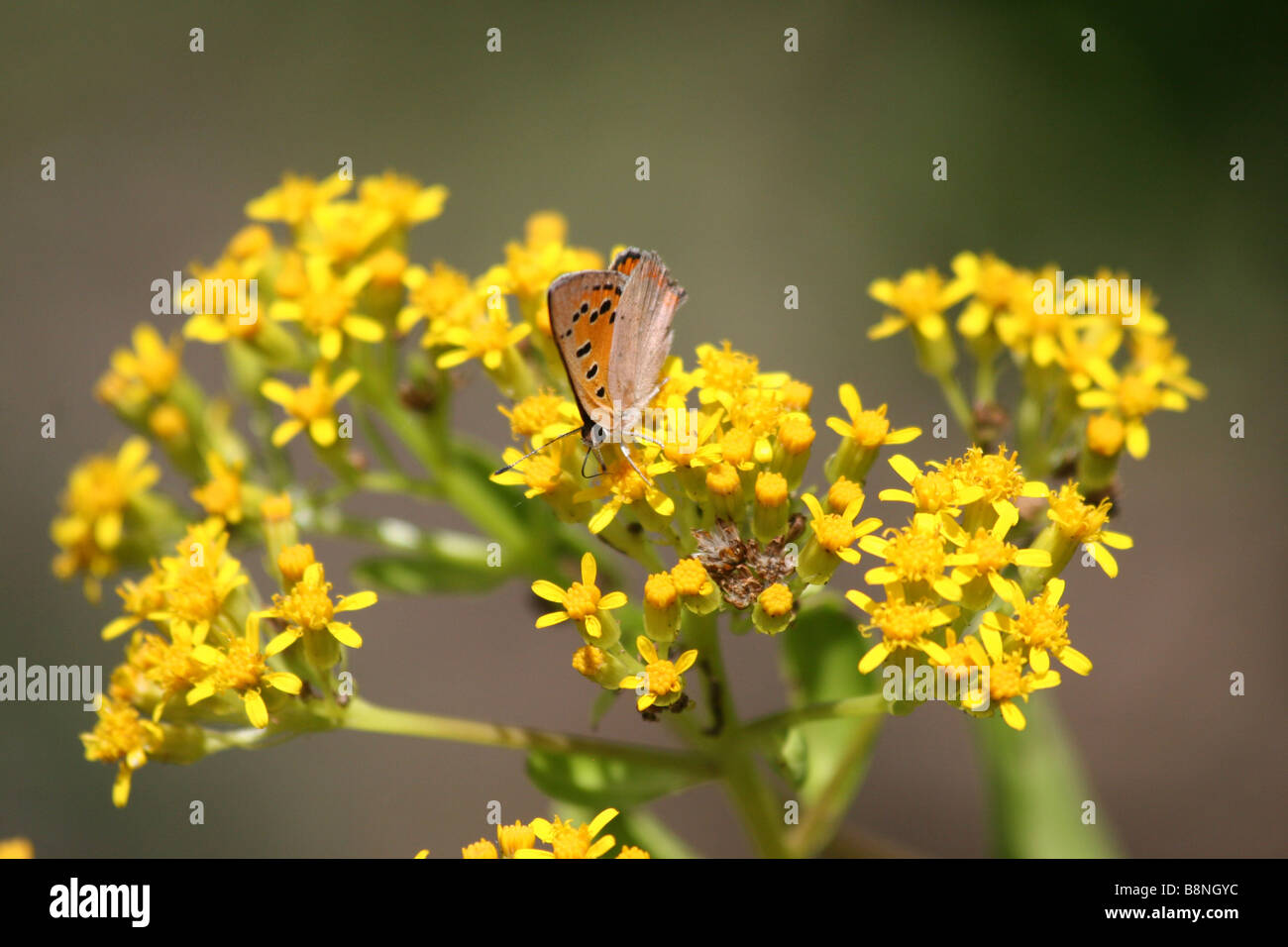 Kenya lake naivasha Kenya Butterfly Stock Photo - Alamy