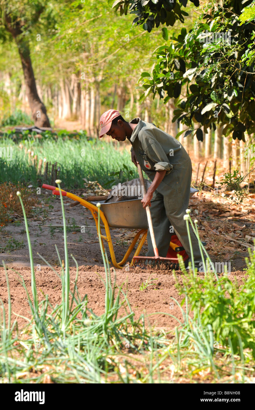 African farmer working in his field, The Gambia, West Africa Stock ...