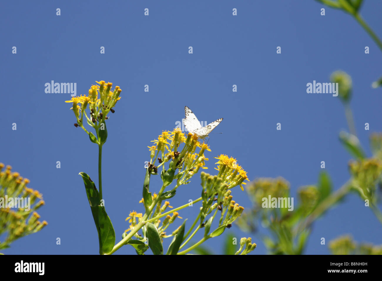 Kenya lake naivasha Kenya Butterfly Stock Photo - Alamy